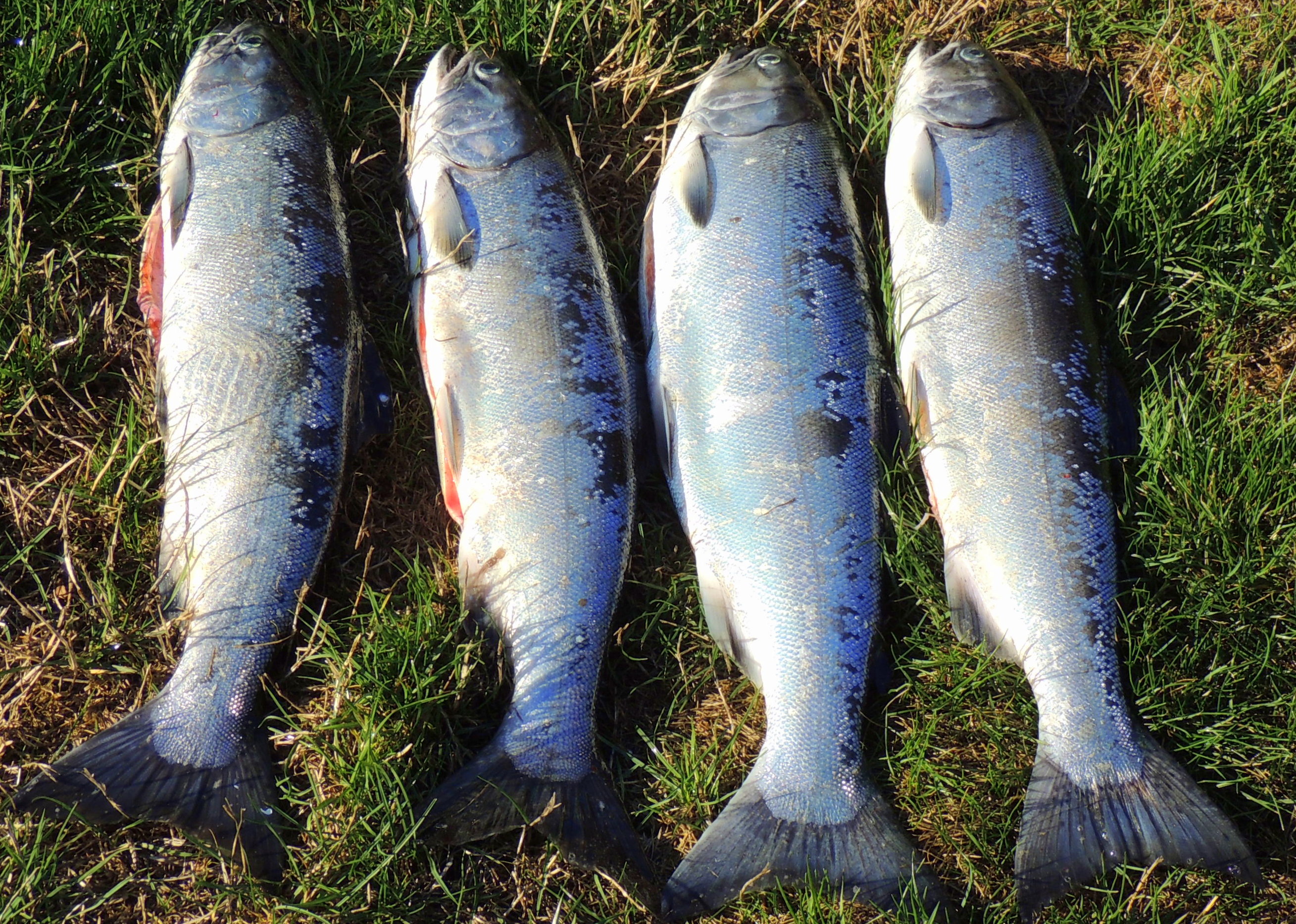 The Anglers | It's All Relative....