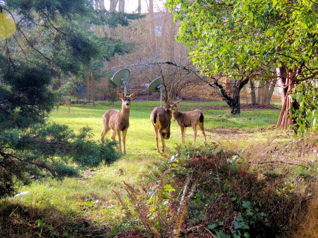 The Three-Legged Deer | It's All Relative....