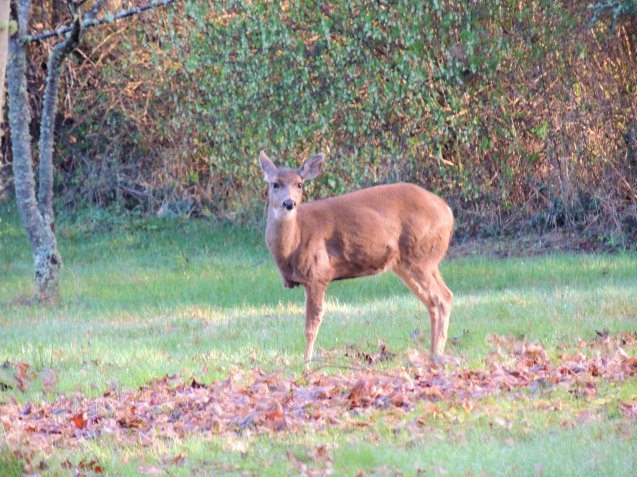 The Three-Legged Deer | It's All Relative....